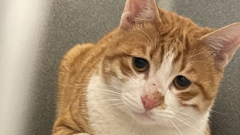 SPCA International | Lost~Found~Adopt