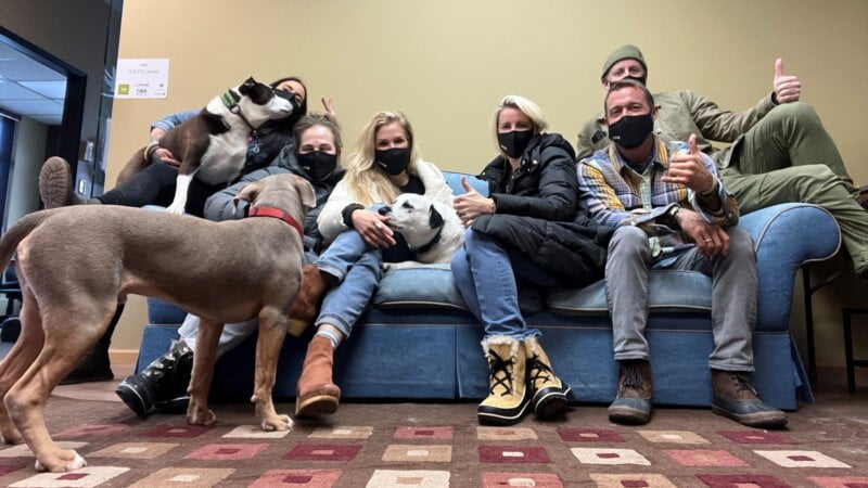 SPCA International | Lost~Found~Adopt